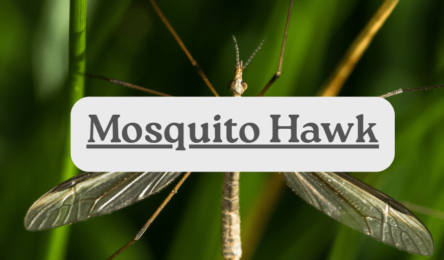 Mosquito Hawk | Complete Information [2025]